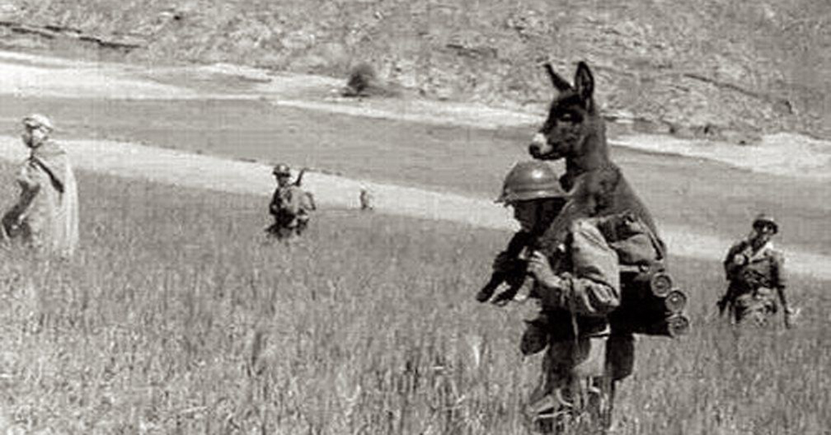 The Donkey & The Soldier - Business Interruption Ins. | Clark Law Firm